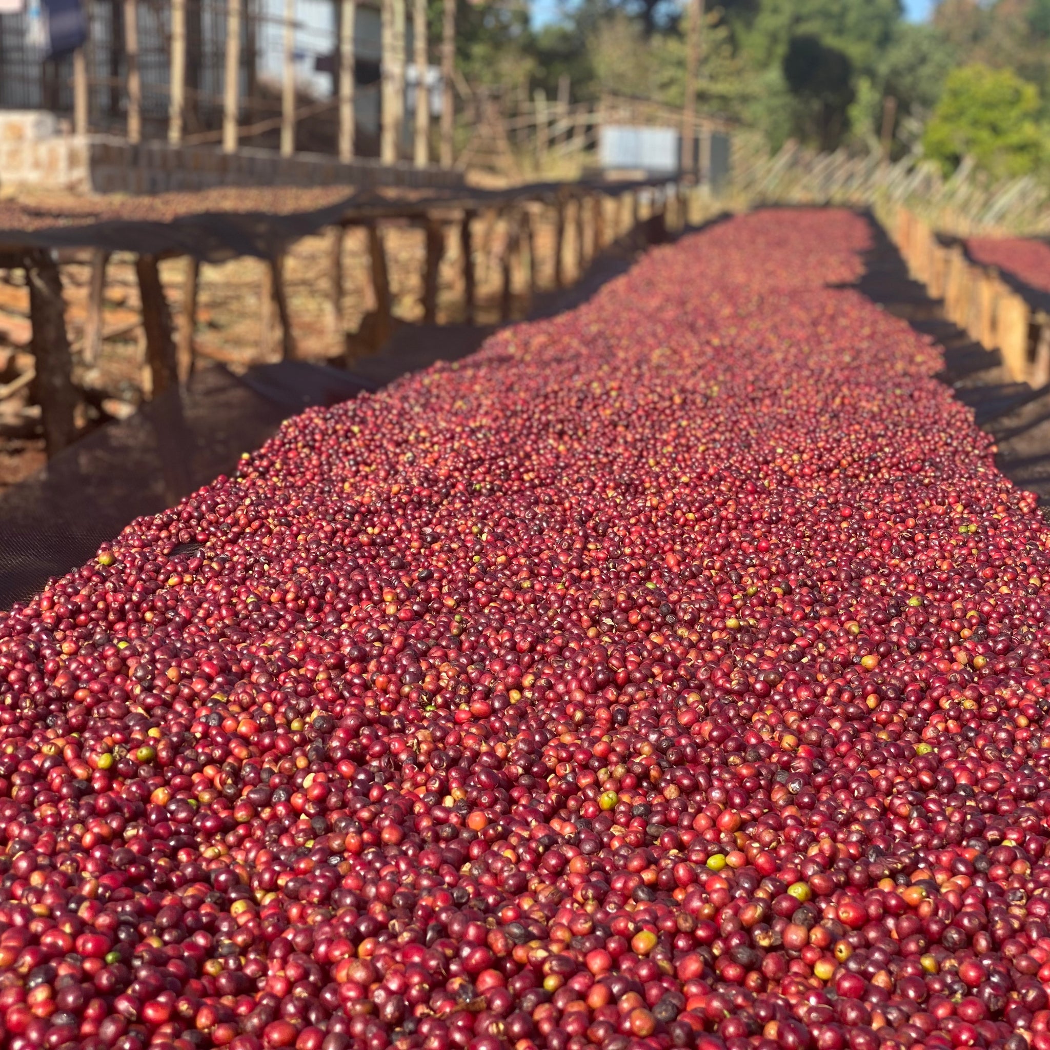 熊本おすすめ コーヒーショップ JUNCTION Coffee Roaster
