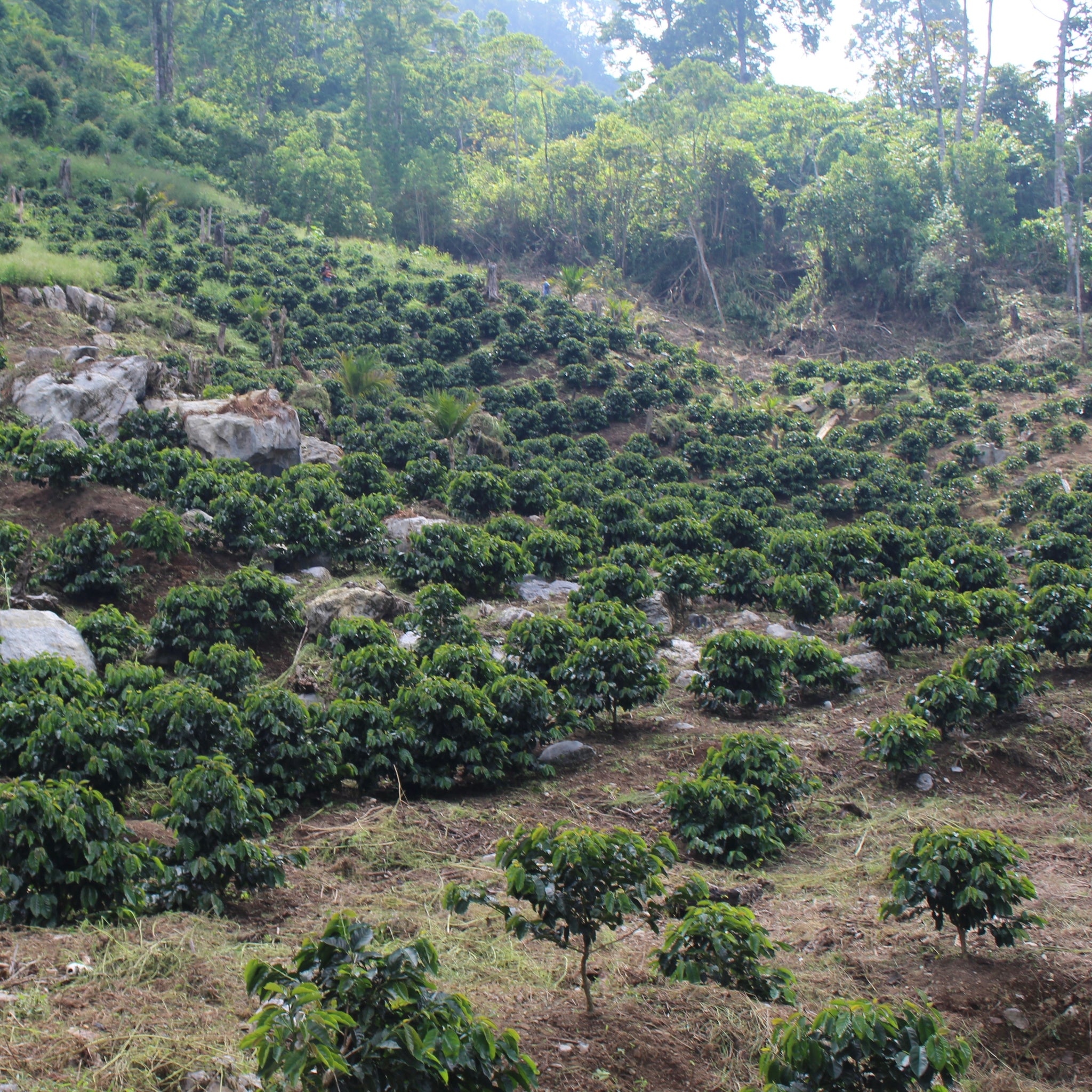 熊本おすすめ コーヒーショップ JUNCTION Coffee Roaster